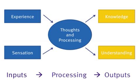 Behavioral Sciences Mcat Chapter 4 Cognition Consciousness And Language Flashcards Quizlet