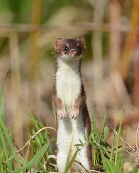 5 Types Of Weasels In Alberta Identification And Facts Enjoy The Wild
