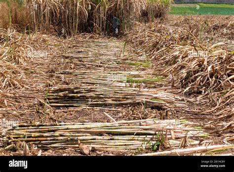 Sugarcane Plantation Are Harvesting Season In Thailand Agriculture Waiting To Send Into Industry
