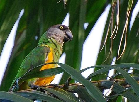 How To Sex A Senegal Parrot Parrot234