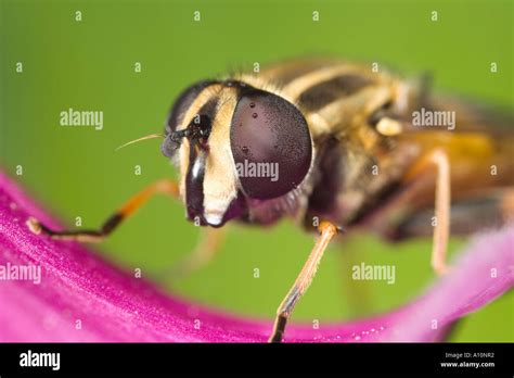 Compound Eyes Vision Flower Hi Res Stock Photography And Images Alamy