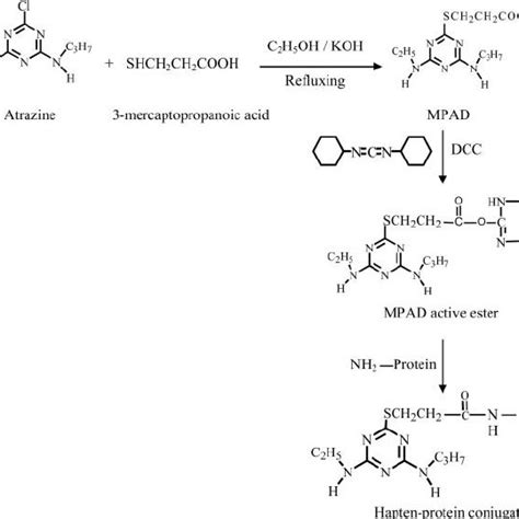 Synthesis Of Atrazine Derivative Mpad And Its Conjugation With