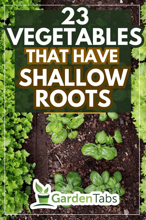 23 Vegetables That Have Shallow Roots