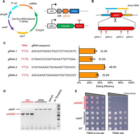 Cas12a Genome Editing System A Fncas12a And Crrna Were Expressed