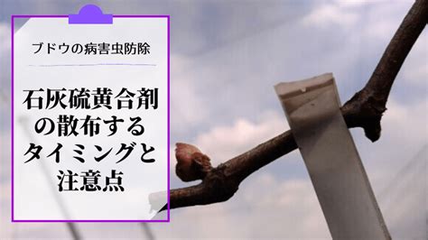 ブドウの病害虫防除石灰硫黄合剤の散布時期と注意点を解説 果樹の病気害虫図鑑