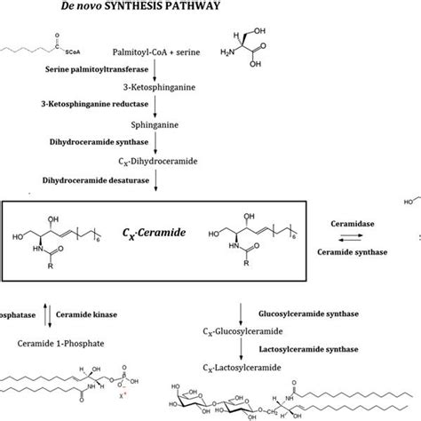 Different Pathways Of Ceramide Synthesis Download Scientific Diagram