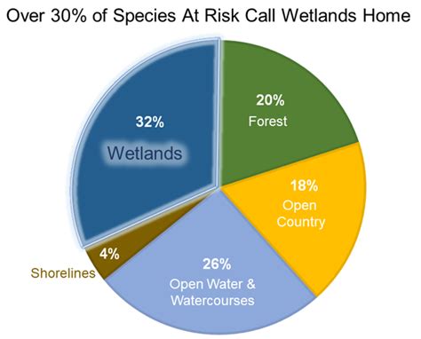 Wetland Info