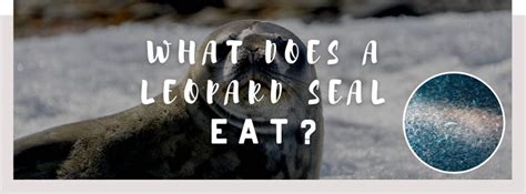 ᐅ What Does A Leopard Seal Eat Knowing Their Diet