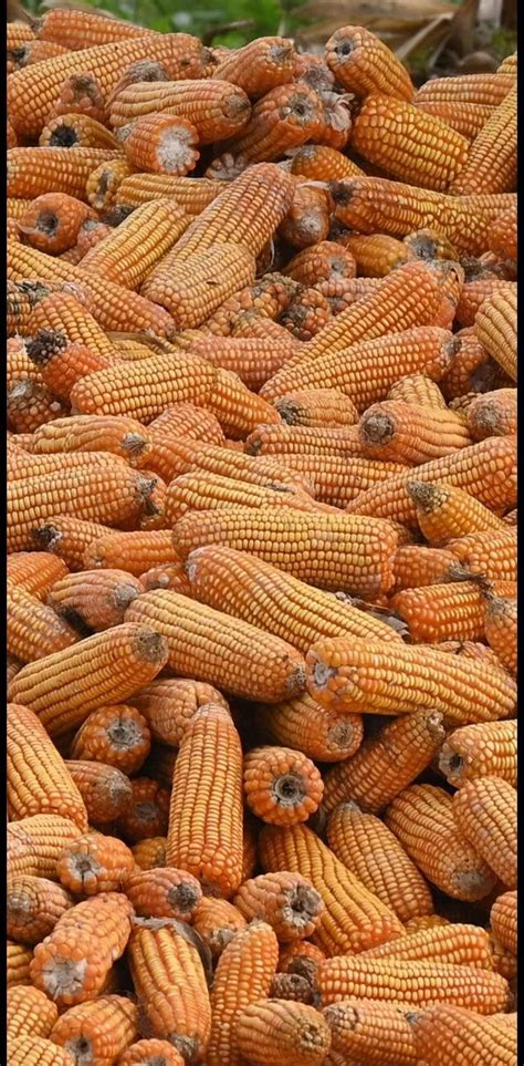 From The Field Rockey Martin