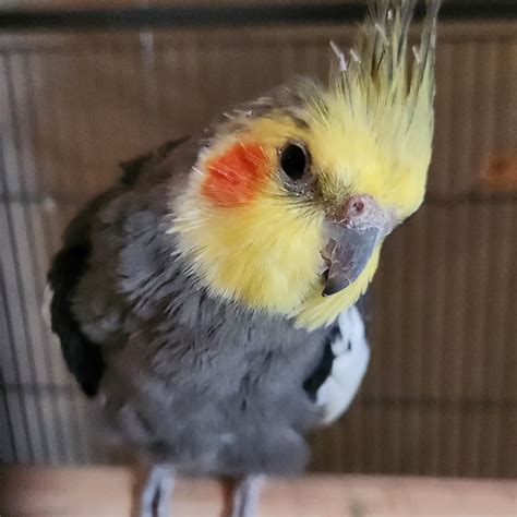 Anderson 🌟 Meet Dorian A 22 Year Old Cockatiel With Plenty Of