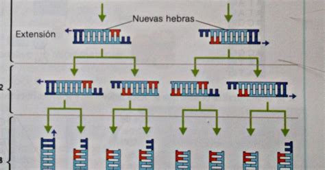 Adn Y La Ingeniería Genética ReacciÓn En Cadena De La Polimerasa