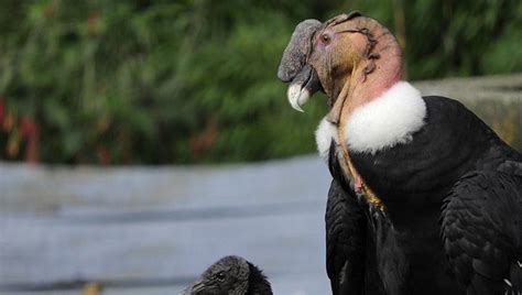 Cóndor De Los Andes En Colombia Bajo Amenaza De Extinción