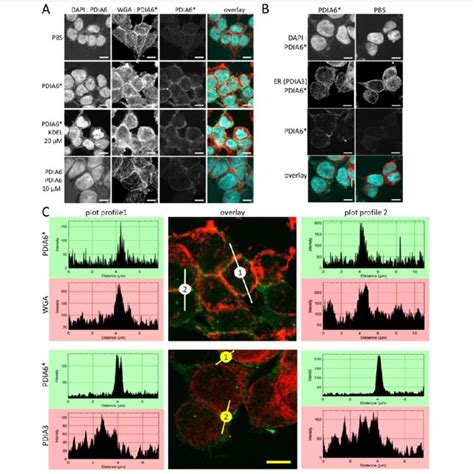 The Kdel Sequence Of Pdia6 Is Mandatory For Its Cell Surface Download Scientific Diagram