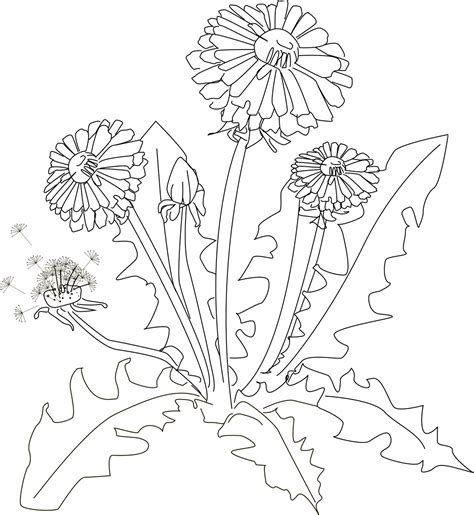 Download Dandelion Flower Plant Royalty Free Vector Graphic Pixabay