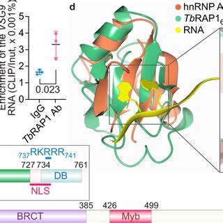 PDF The RRM Mediated RNA Binding Activity In T Brucei RAP Is Essential For VSG Monoallelic