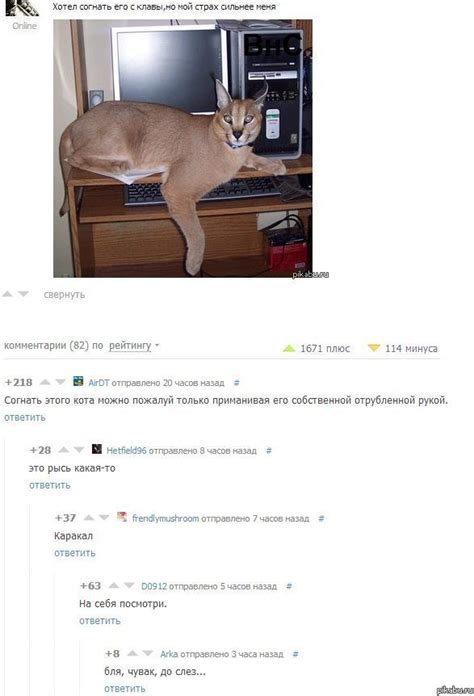 Каракал Пикабу