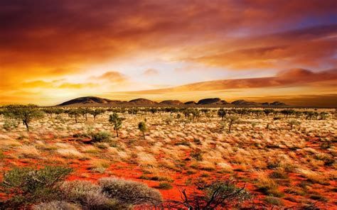 Idool Vegetación En El Desierto Desert Vegetation Wallpaper Hd Windows