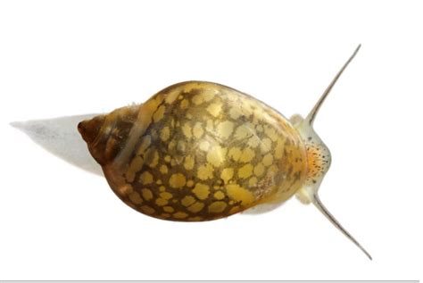 Bladder Snails 101 A Complete Guide To Size Lifespan Care And Diet Snailpedia