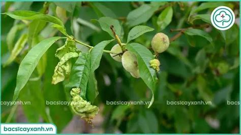 Cách Phòng Trị Bệnh Xoăn Lá đào