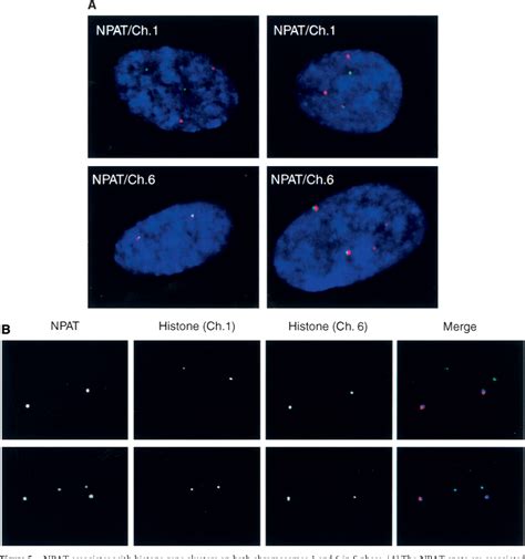Figure 1 From Npat Links Cyclin E Cdk2 To The Regulation Of Replication