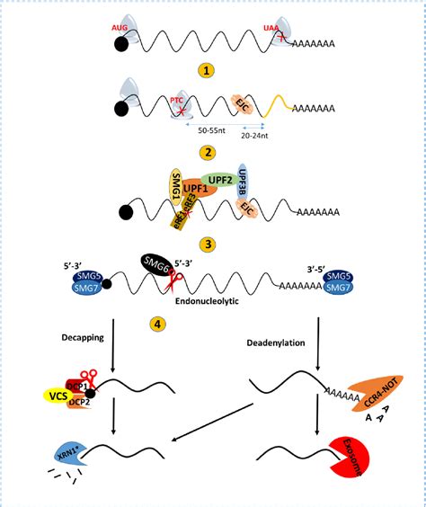 Figure 1 From Molecular Interaction Of Nonsense Mediated Mrna Decay