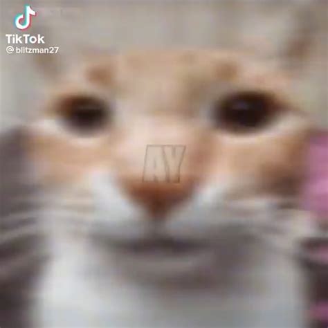 ⚠️ This Is Not A Test ⚠️the Gloop Off Is Beginning R Discordvideos