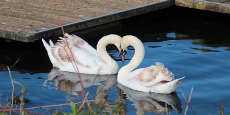 Mill Waters Cafe And Visitor Centre Mansfield Ashfield And Sherwood News