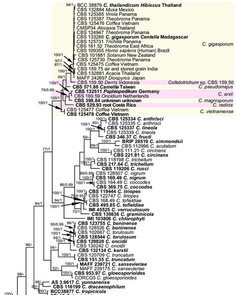One Of 206 Most Parsimonious Trees Obtained From A Heuristic Search Of
