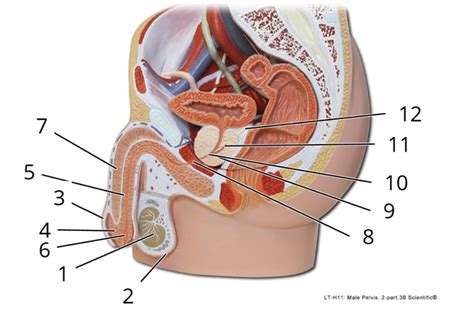 Le11 Male Reproductive Anatomy Diagram Quizlet