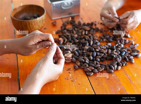 Winnowing Cocoa Hi Res Stock Photography And Images Alamy