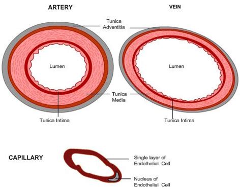 Structure Of An Artery Diagram Medical School Cross Sect