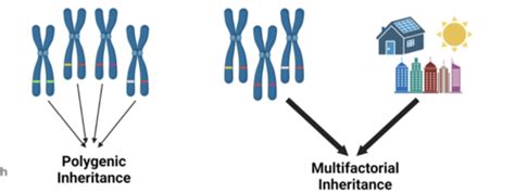Multifactorial Inheritance Flashcards Quizlet