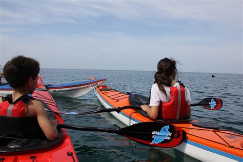 Adventurous Experiences Blog Baby Basking Shark