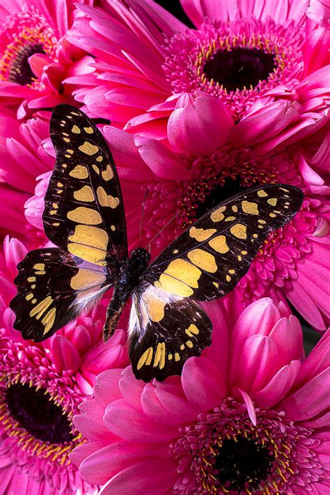 The Dreamer Photograph By Garry Gay Fine Art America
