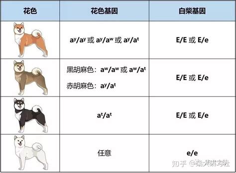 科普丨三分钟带你解锁胡麻柴犬～ 知乎