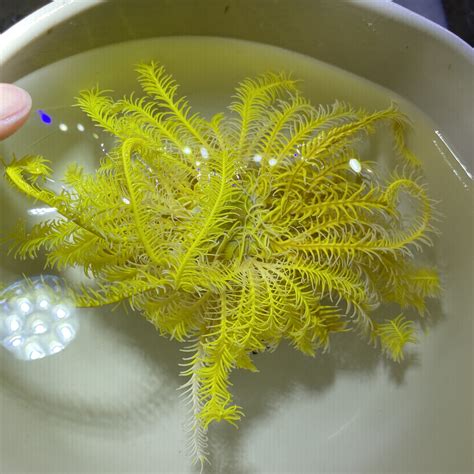 黑黄双色金黄羽毛星海水鱼观赏鱼珊瑚活体小丑鱼 虎窝淘