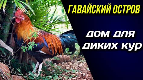 🌴 Гавайский остров - дом для диких кур 🐓 - YouTube