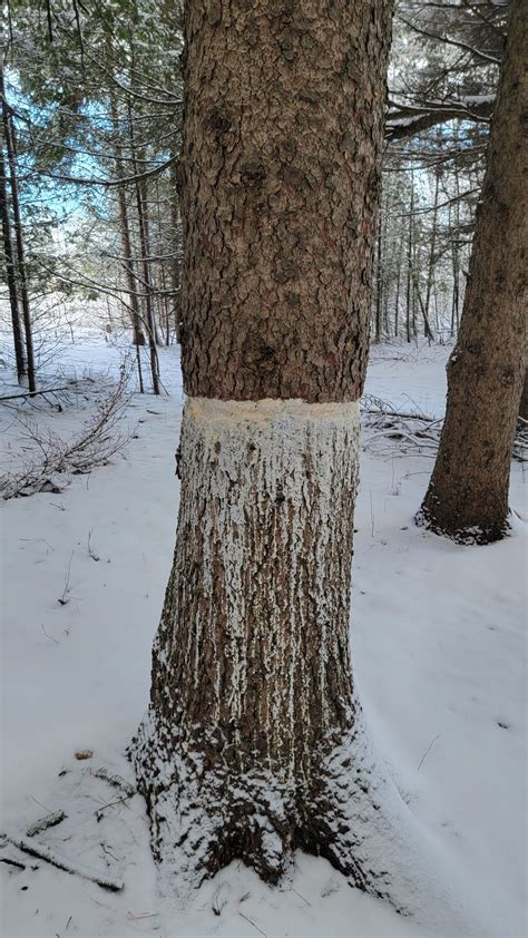 What S A Girdled Tree Crossroads At Big Creek