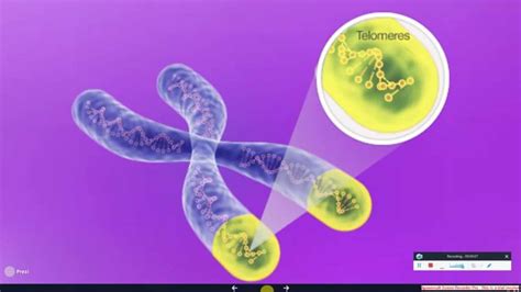 Telomerase The Instrument Of Cell Immortality YouTube