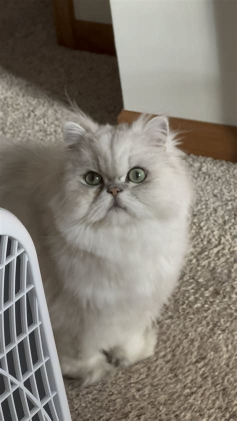 Tiny Squeak… R Catswhosqueak