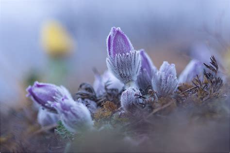 Kuhschelle mit Adonisröschen Forum für Naturfotografen