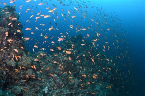 912の海況報告 土肥ダイビングサービス