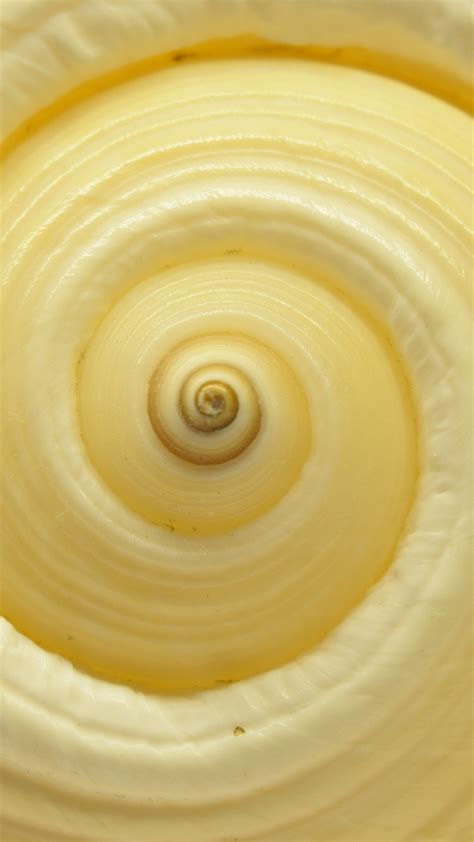 Seashell Wallpaper Tablet