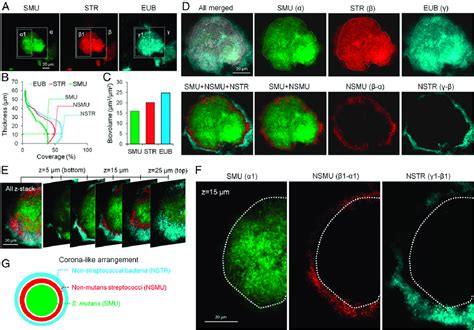 Spatial Structuring Of The Bacterial Community Across The Rotund Download Scientific Diagram