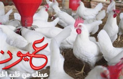 اسعار الدواجن اليوم الأثنين 8 أبريل 2019 في مصر