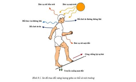 Tìm hiểu về trao đổi chất và chuyển hóa năng lượng trong cơ thể người