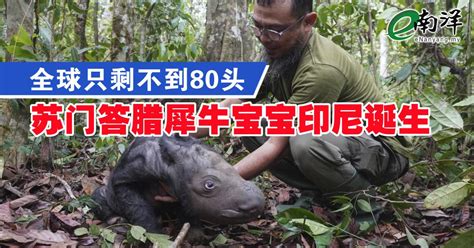 全球只剩不到80头 苏门答腊犀牛宝宝印尼诞生
