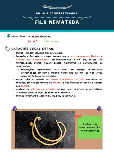 Filo Nematoda Invertebrados Notas De Estudo Zoologia Docsity
