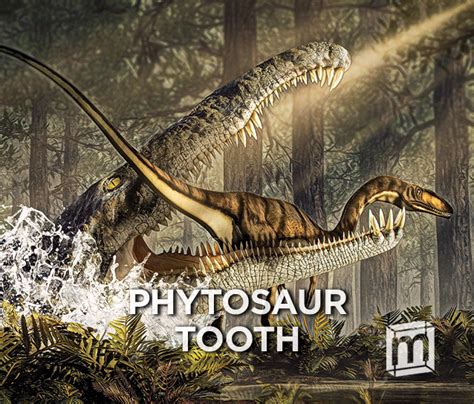 Phytosaur Teeth Classic Riker Box Specimens Mini Museum