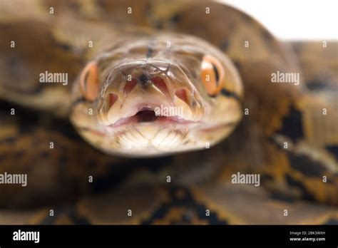 Reticulated Python Python Reticulatus Isolated On White Background
